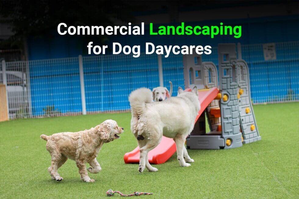 Commercial Landscaping Companies Near Me For Dog Daycares